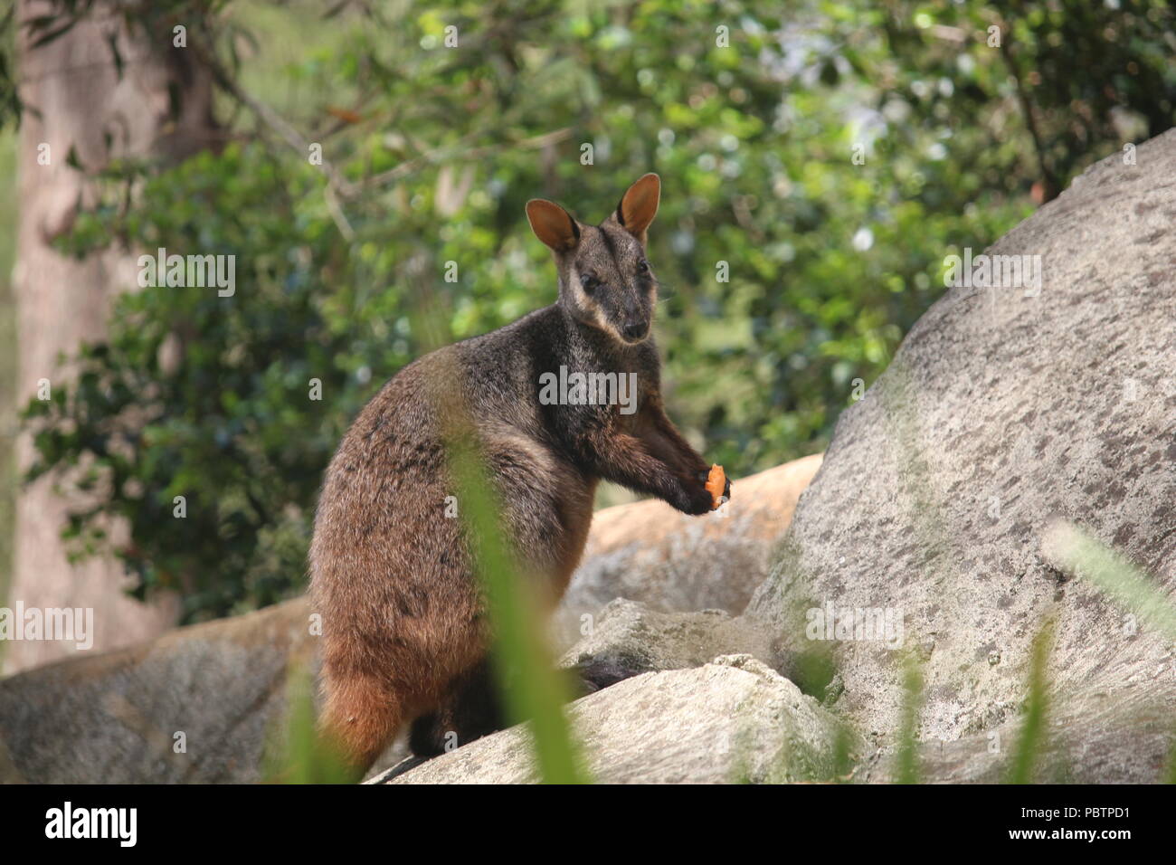 Wallaby rock hi-res stock photography and images - Alamy