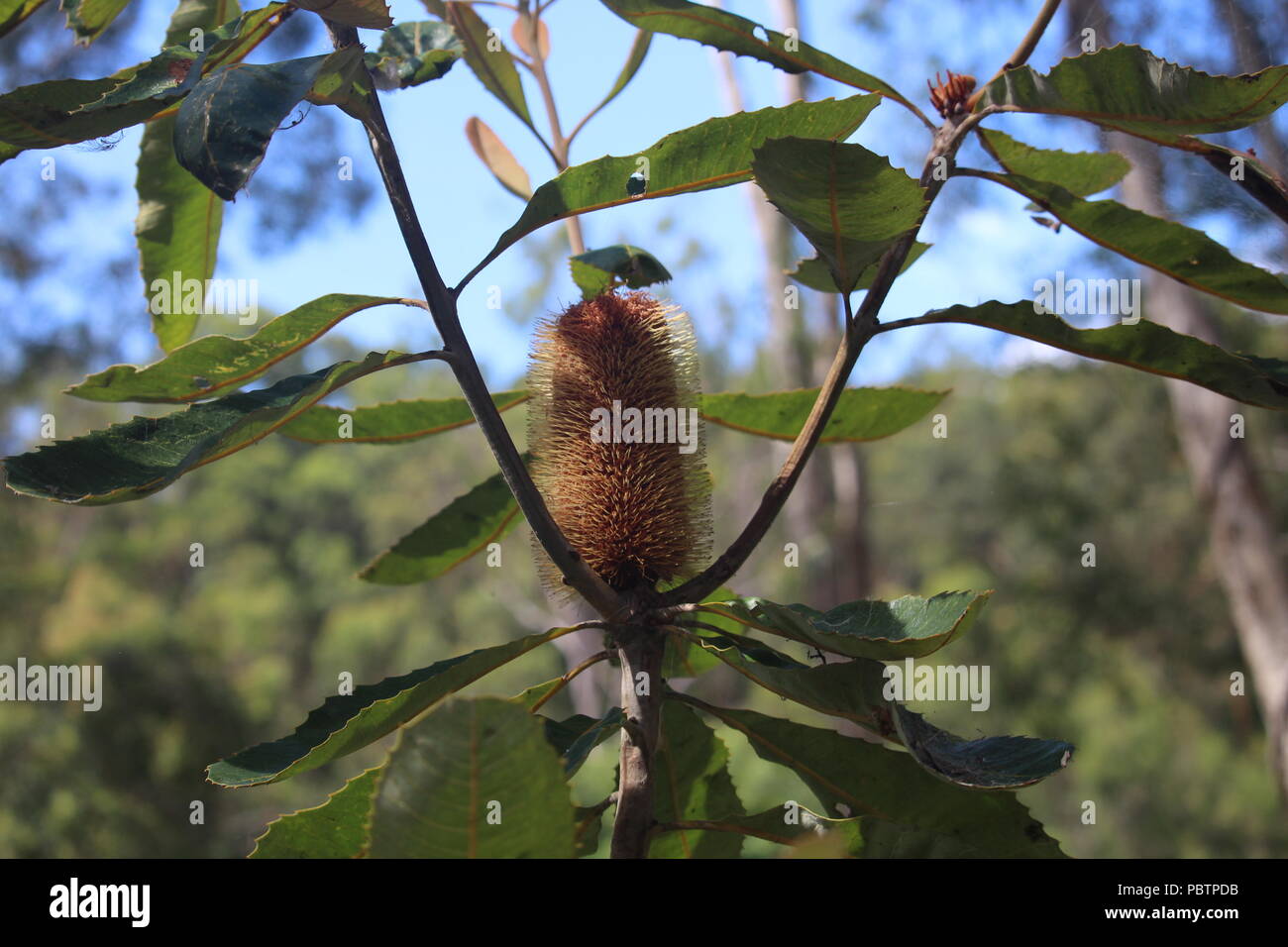 Banksia in Western Australia Stock Photo - Alamy
