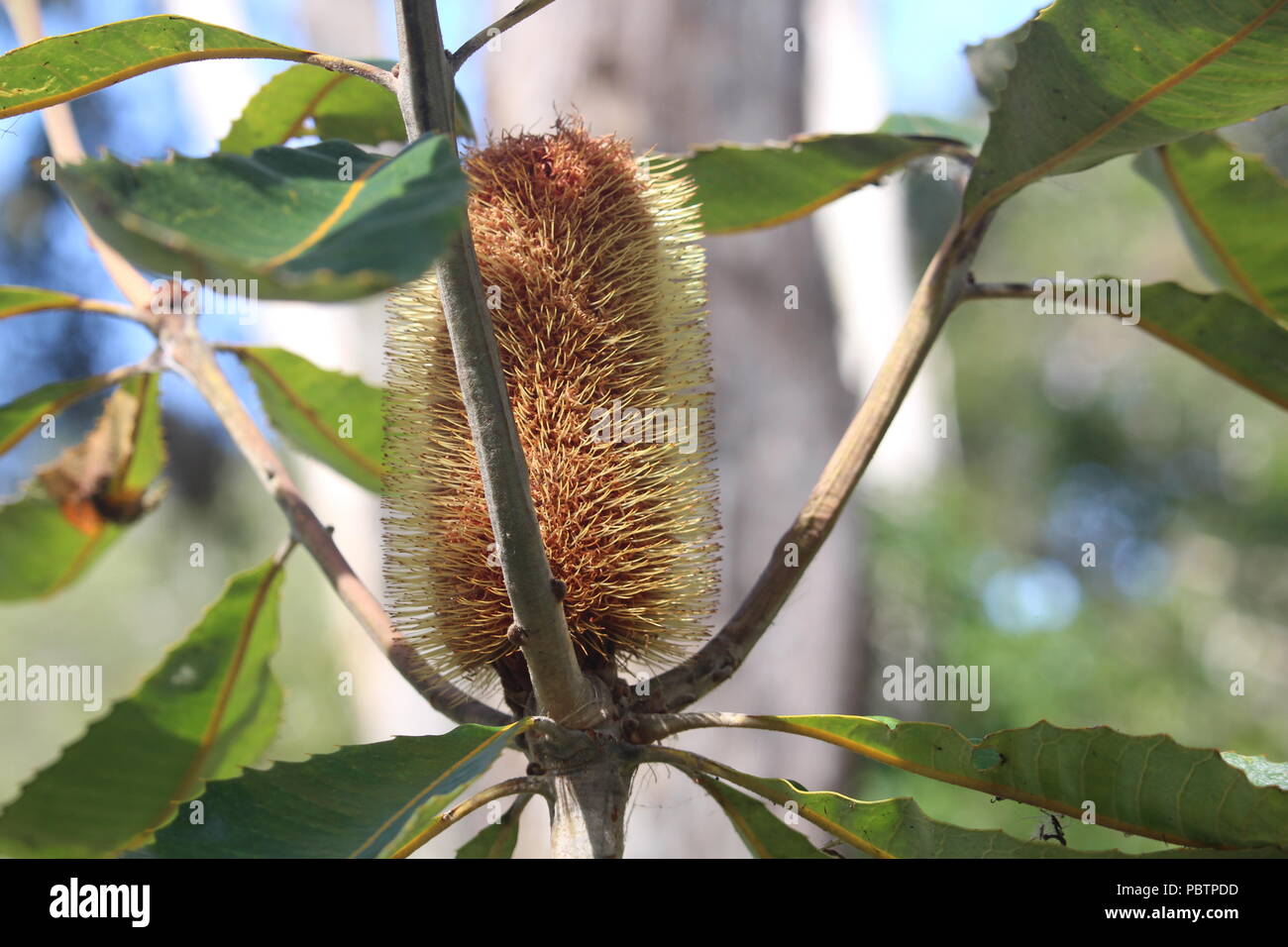Banksia in Western Australia Stock Photo - Alamy