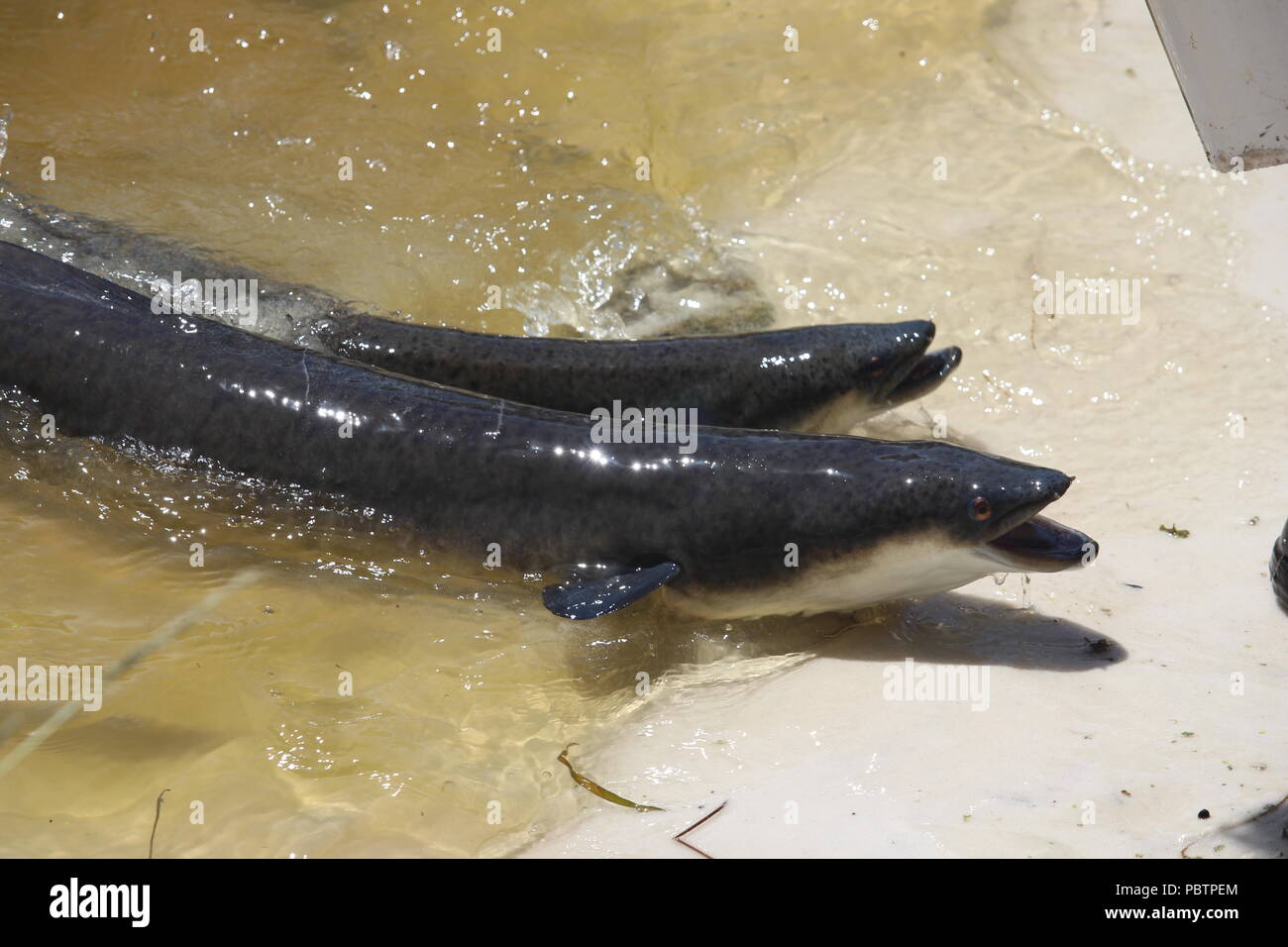 Eelfish hi-res stock photography and images - Alamy