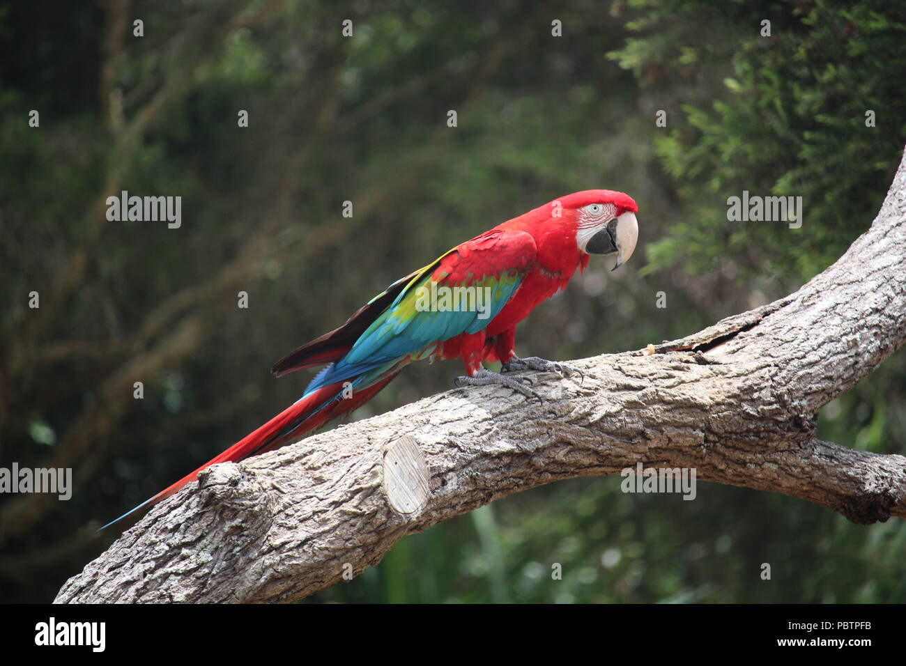 Scarlet Macaw Sitting