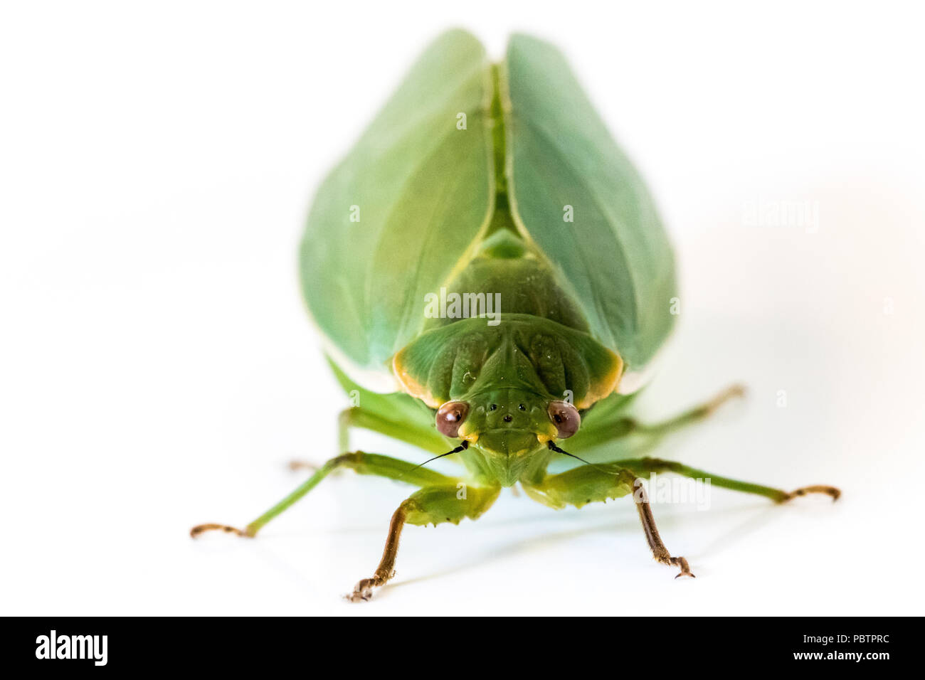 close up isolated views of bright yellow green bottle cicada. bloated ...