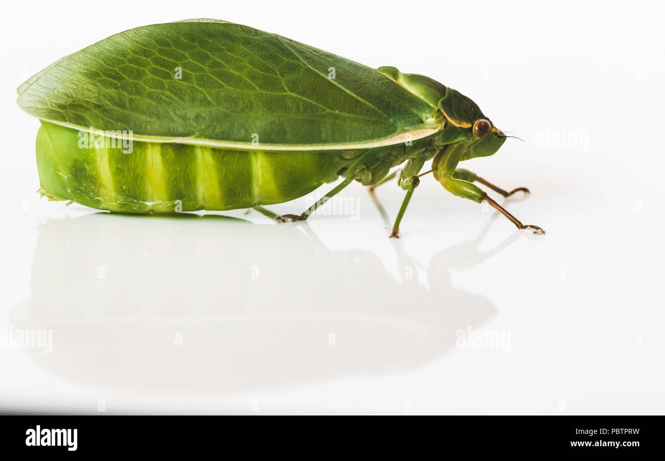 close up isolated views of bright yellow green bottle cicada. bloated ...