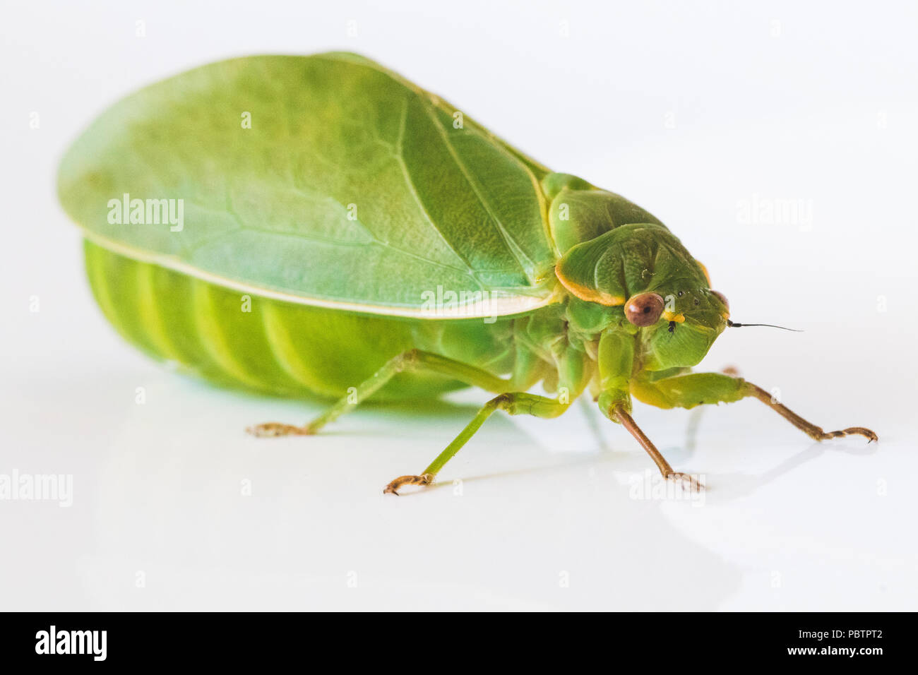 close up isolated views of bright yellow green bottle cicada. bloated ...