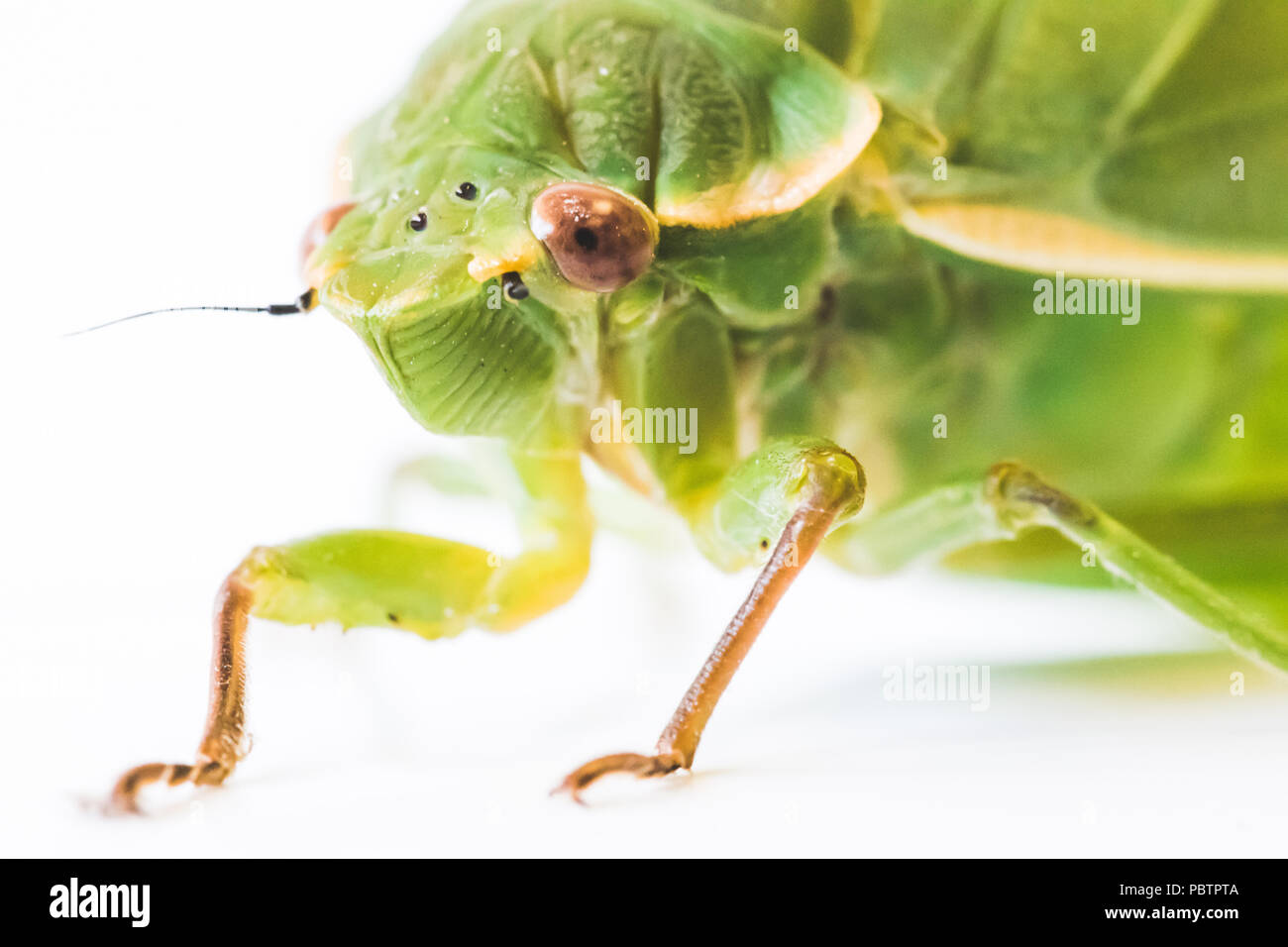 close up isolated views of bright yellow green bottle cicada. bloated ...