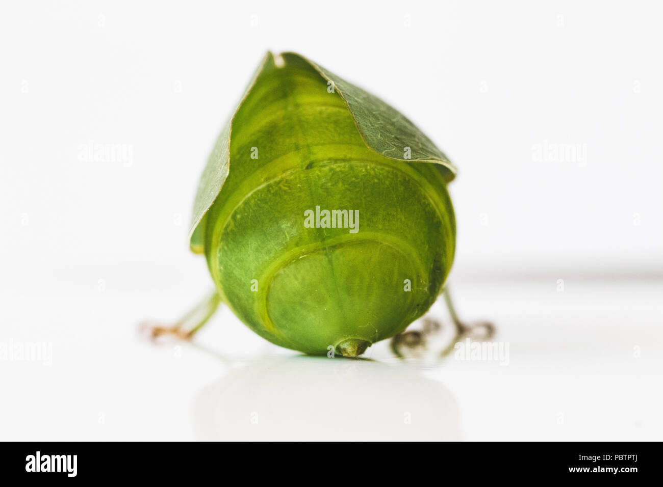 close up isolated views of bright yellow green bottle cicada. bloated ...