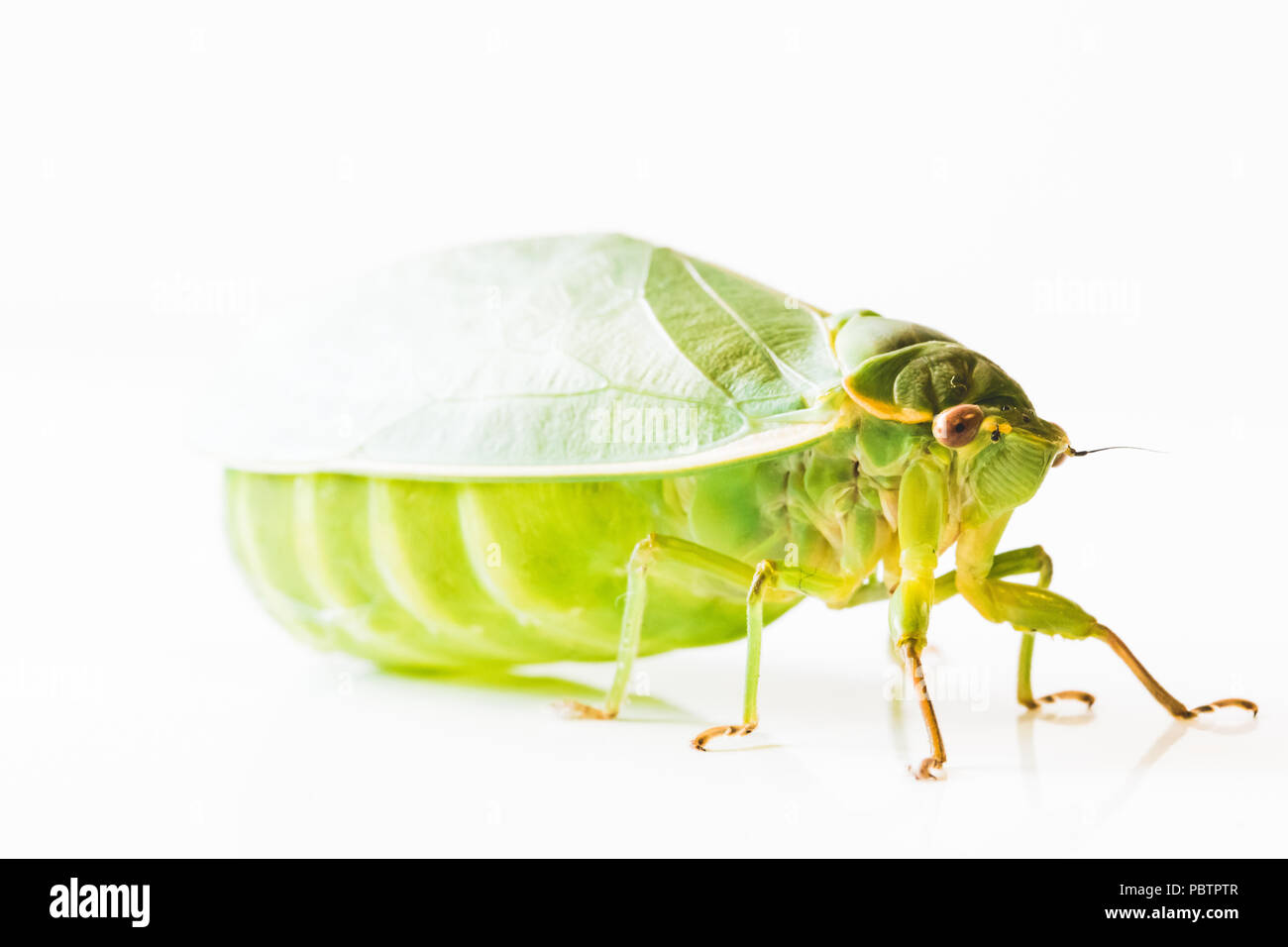 close up isolated views of bright yellow green bottle cicada. bloated ...