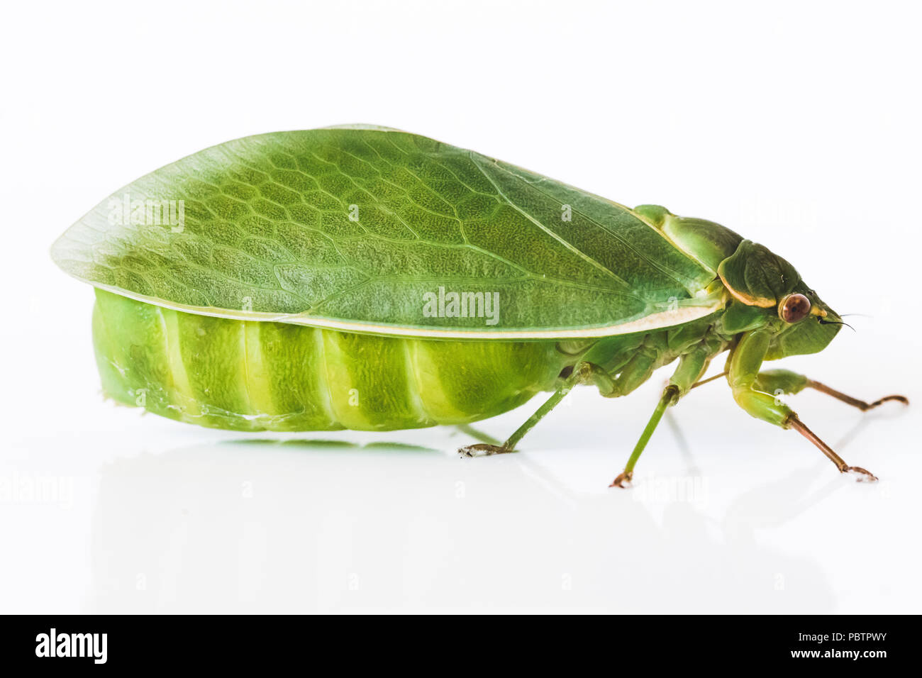 close up isolated views of bright yellow green bottle cicada. bloated ...