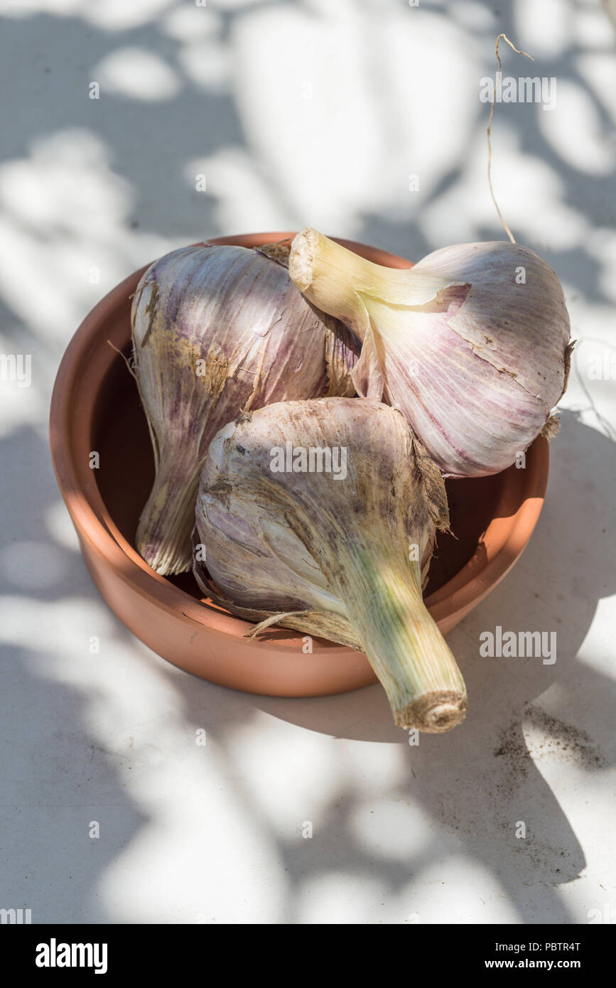 Fresh garlic in a bowl Stock Photo - Alamy