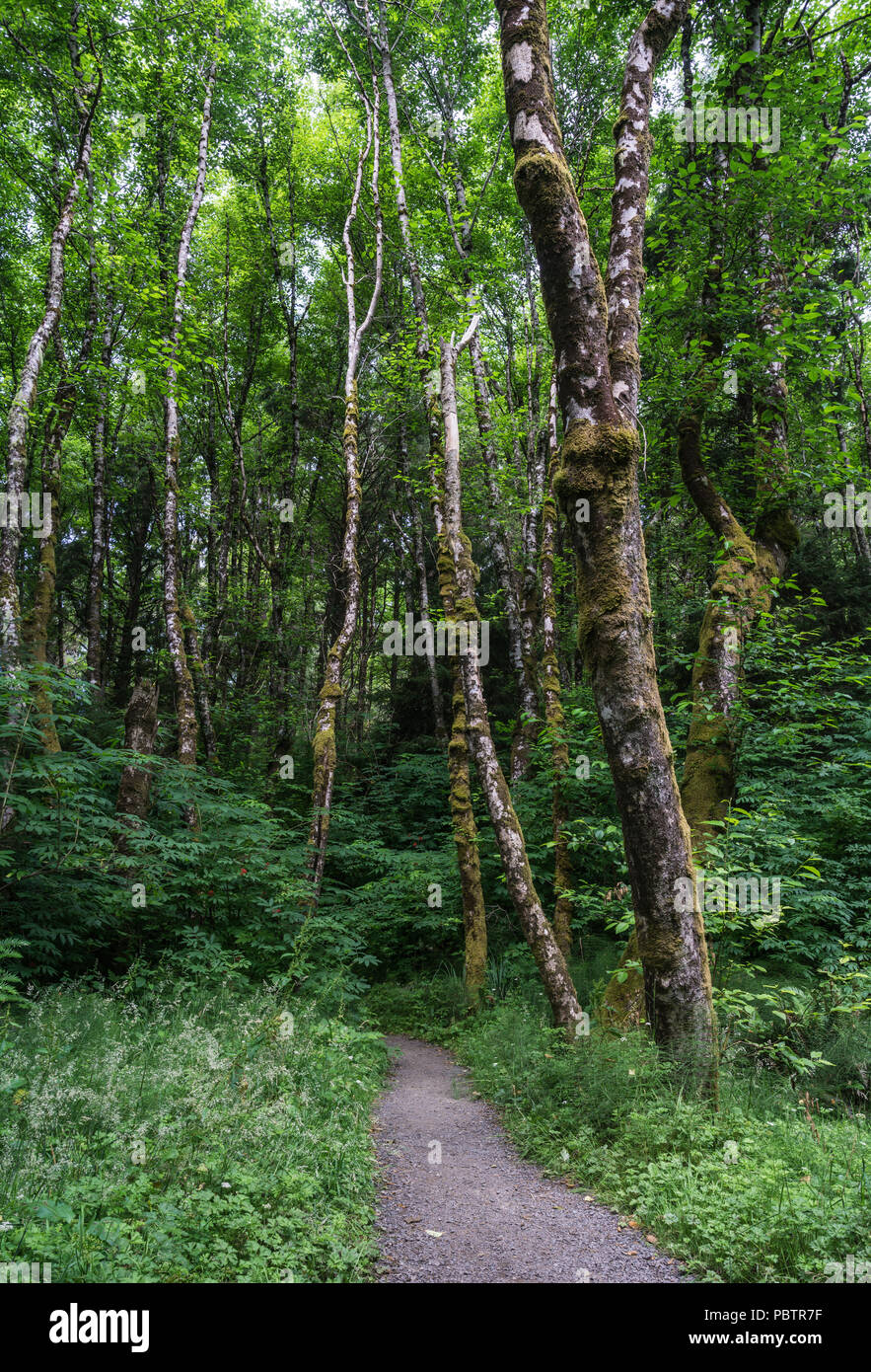 Hiking Path in heavy forest lined by green grass and trees Stock Photo ...