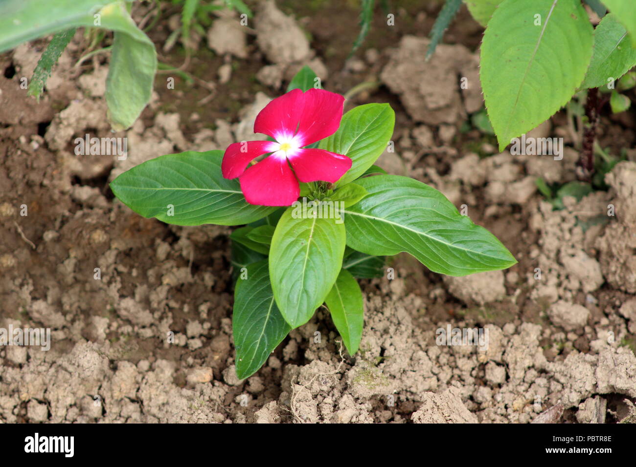 Madagascar periwinkle or Catharanthus roseus or Rose periwinkle or Rosy ...