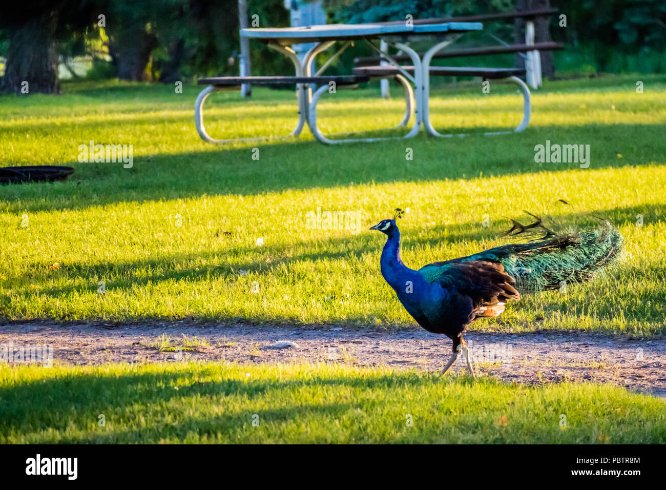 A Peafowl Peacock in Ham Lake, Minnesota Stock Photo - Alamy