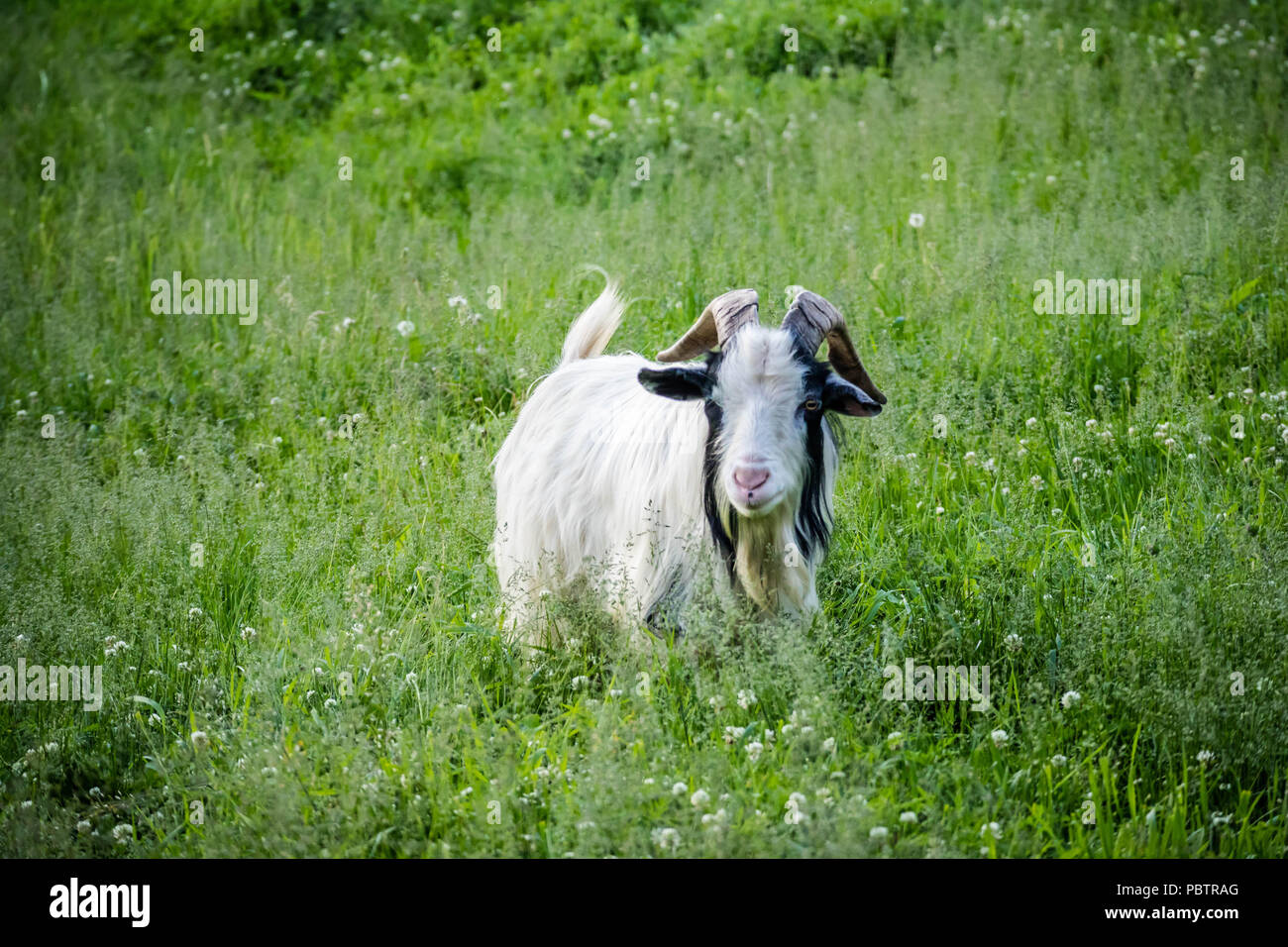 A Billy Goat in Ham Lake, Minnesota Stock Photo - Alamy