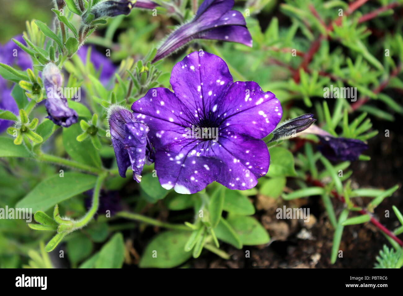 Petunia Night Sky flowers with starry white on purple pattern sparkles ...