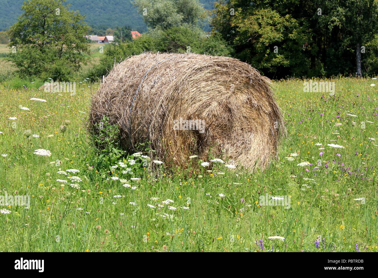 Round hay bale left to dry on meadow surrounded with high uncut grass ...