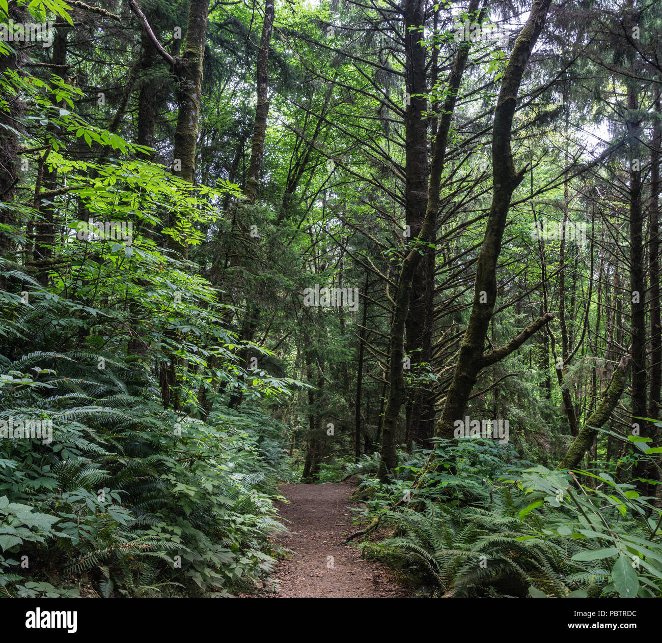 Empty walking trail in green rainforest of coastal Pacific Northwest ...