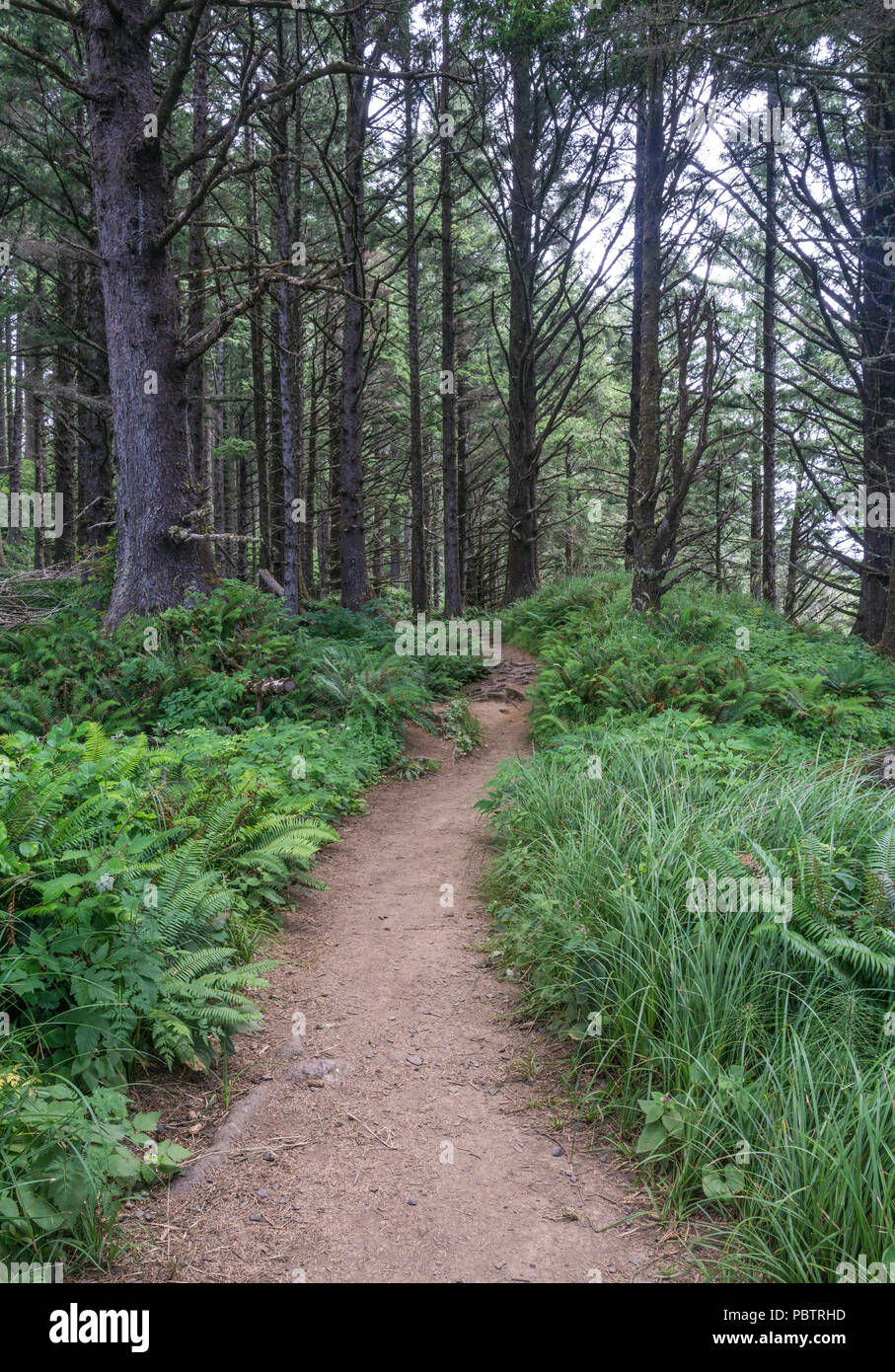 Long dirt walking trail winds through the greenery and woods Stock ...