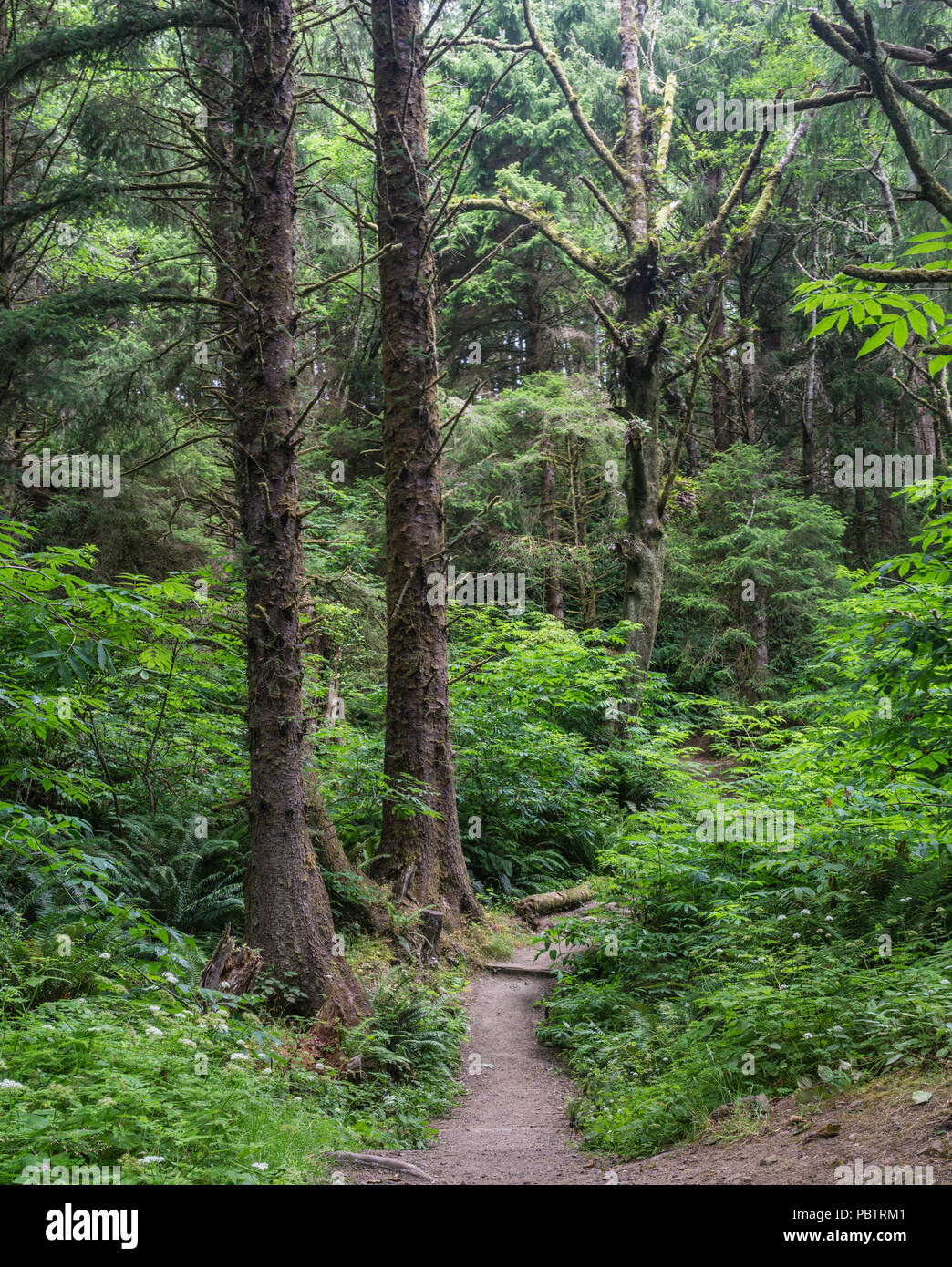 Tall trees stand above a walking trail in the greenery of the Pacific ...