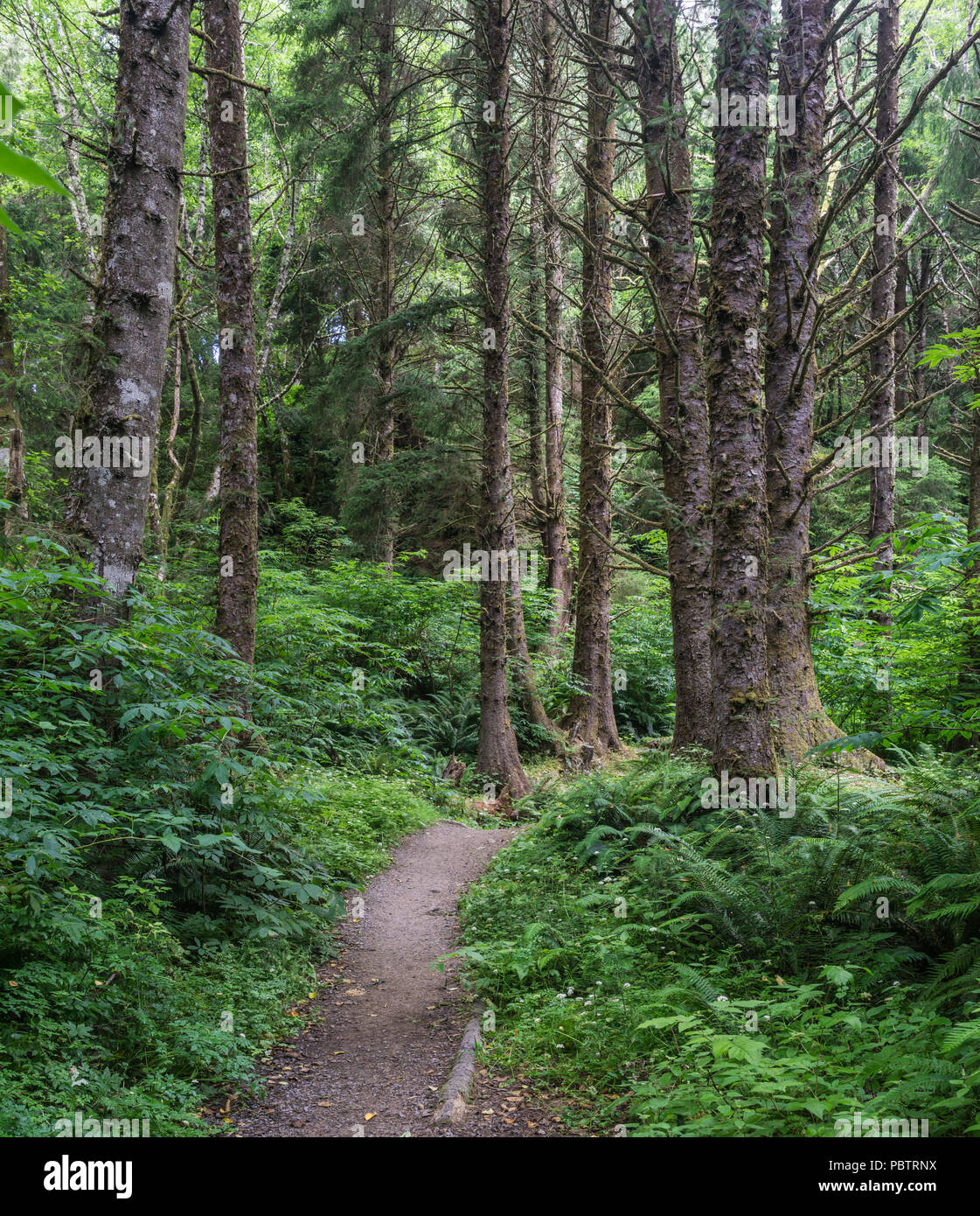 Narrow walking trail hi-res stock photography and images - Alamy
