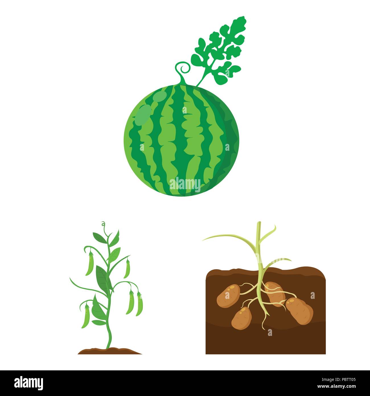 Plant, vegetable cartoon icons in set collection for design. Garden and ...