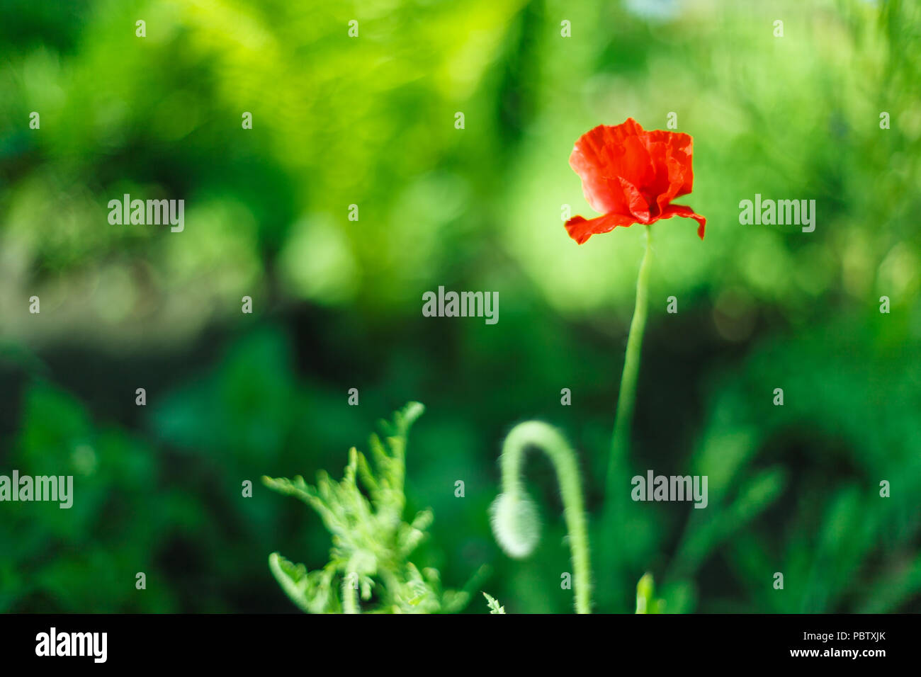 California poppy closeup hi-res stock photography and images - Alamy