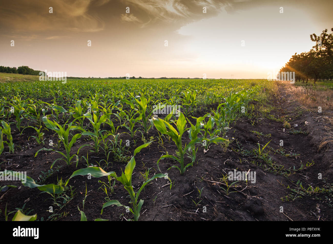 Corn field at sunset Stock Photo - Alamy