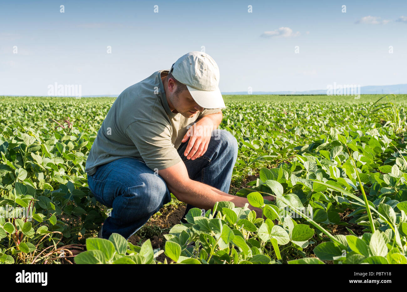 Farmer walking in cultivated soybean hi-res stock photography and ...