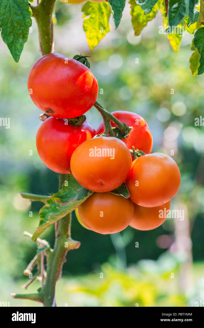 RIpe garden tomatoes ready for picking Stock Photo - Alamy