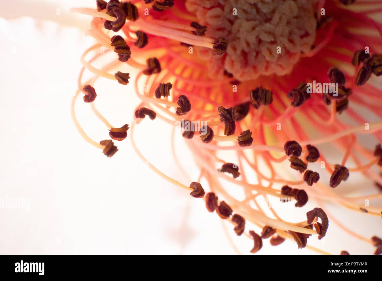 Macro of the stamens inside the flower of a rose showing the structure ...