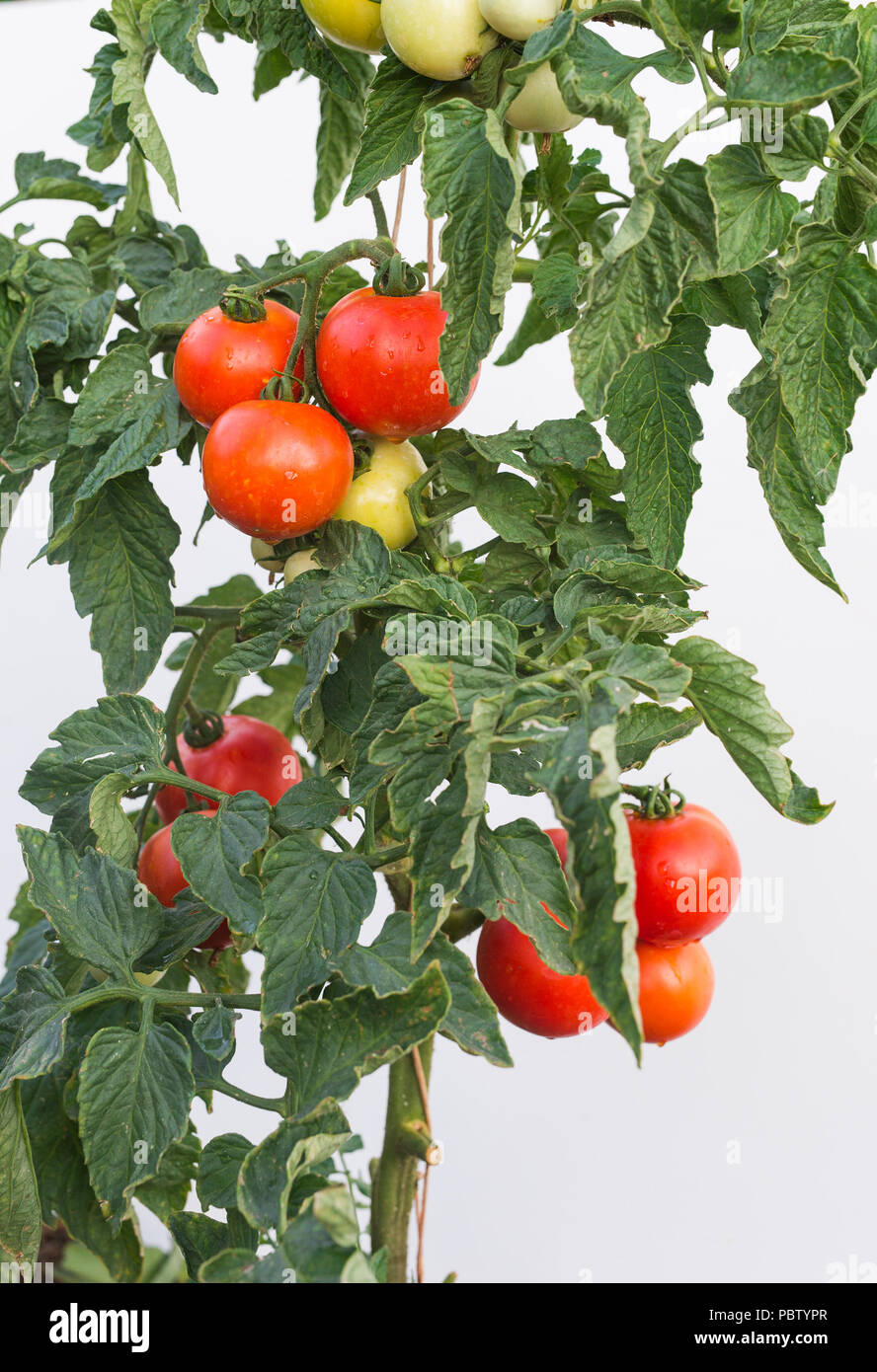 Ripe garden tomatoes ready for picking Stock Photo - Alamy