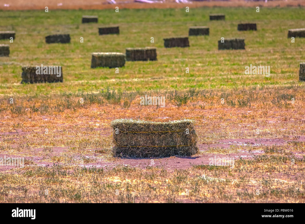 Hay stacks in the field of farm land Stock Photo - Alamy