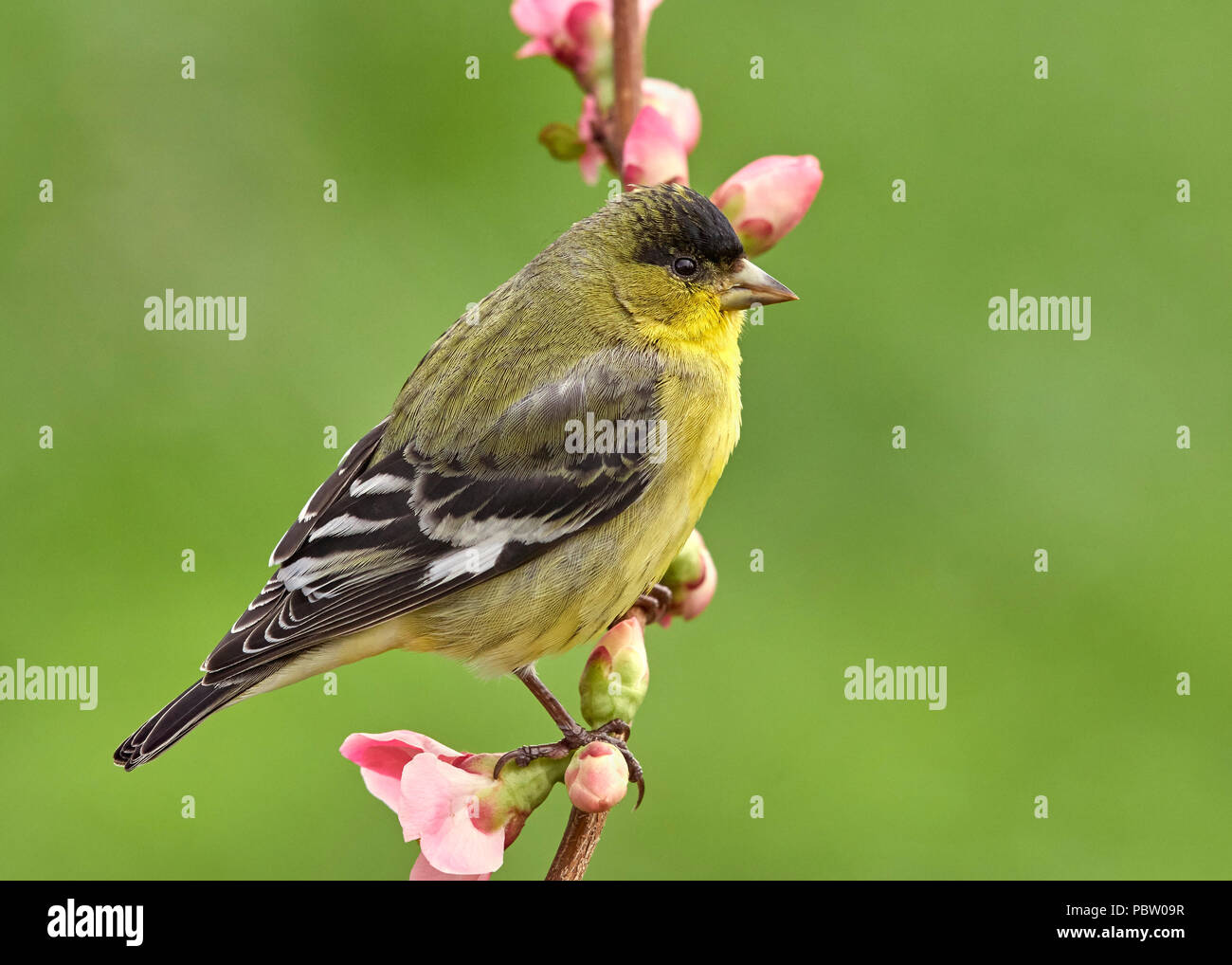 Lesser Goldfinches High Resolution Stock Photography and Images - Alamy