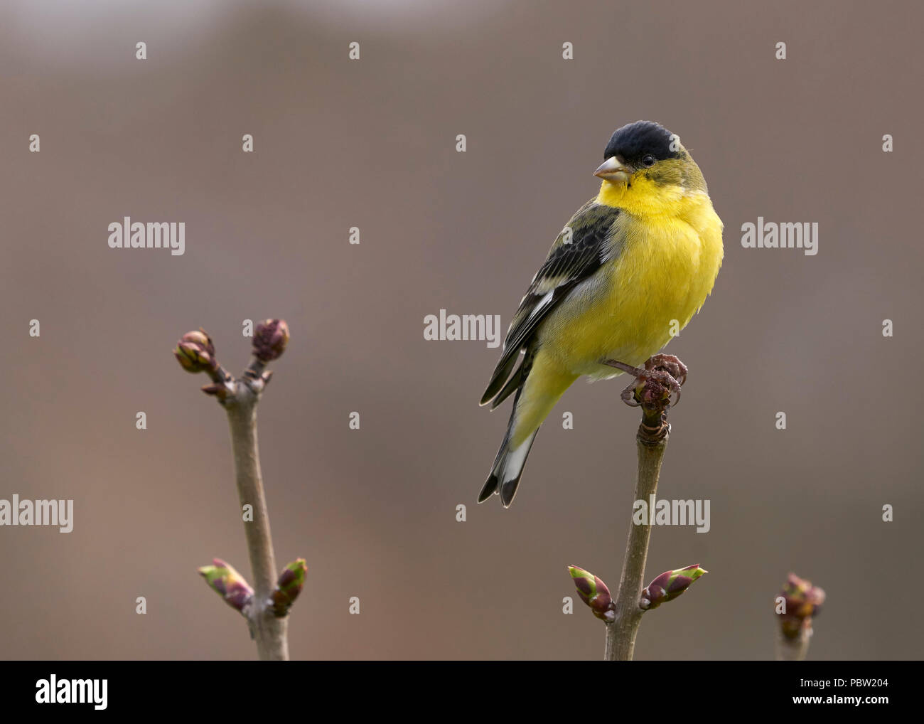 Lesser Goldfinches High Resolution Stock Photography and Images - Alamy