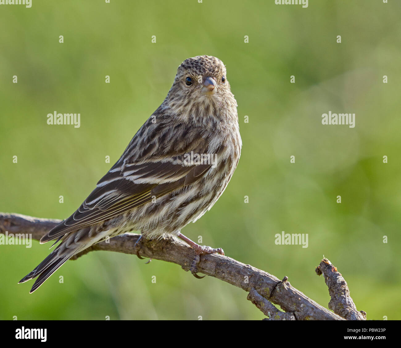 Spinus pinus hi-res stock photography and images - Alamy