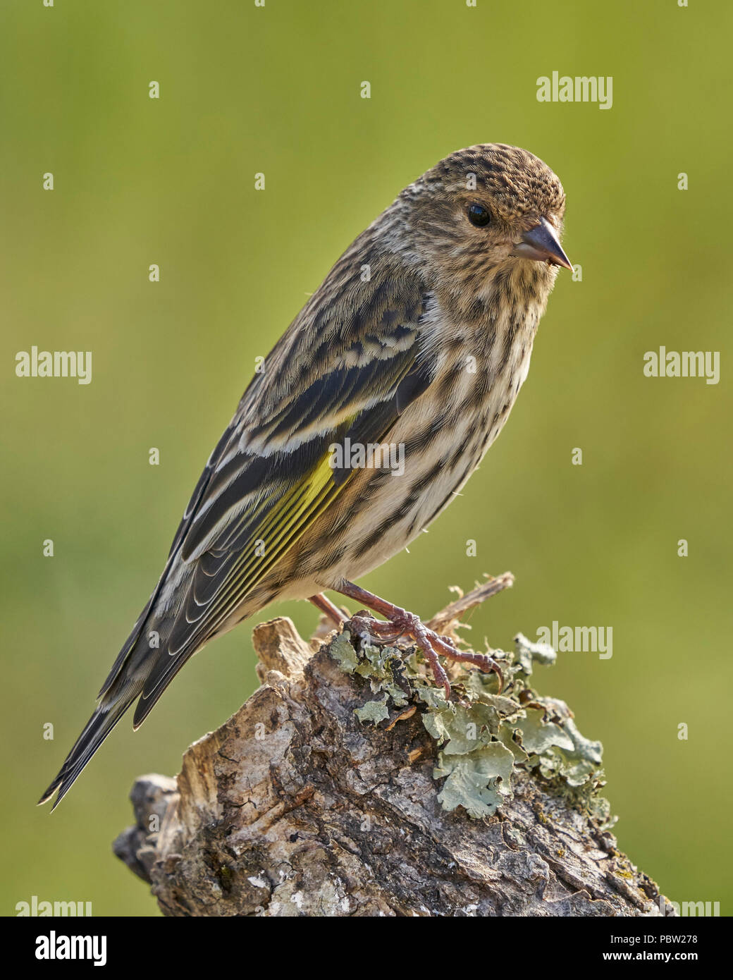 Spinus pinus hi-res stock photography and images - Alamy