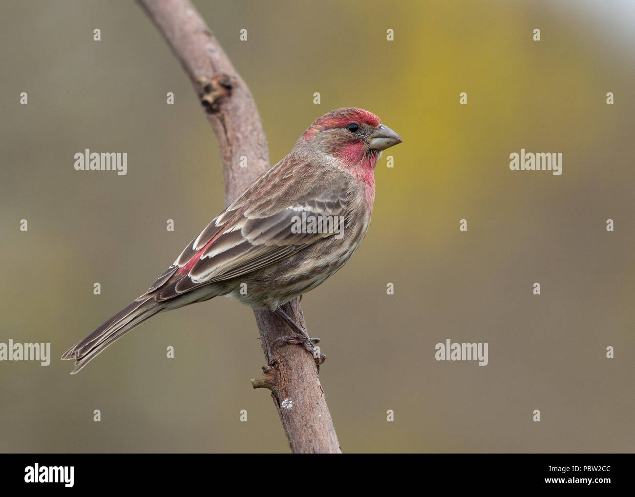 Adult male House Finch (Haemorhous mexicanus) Sacramento County ...