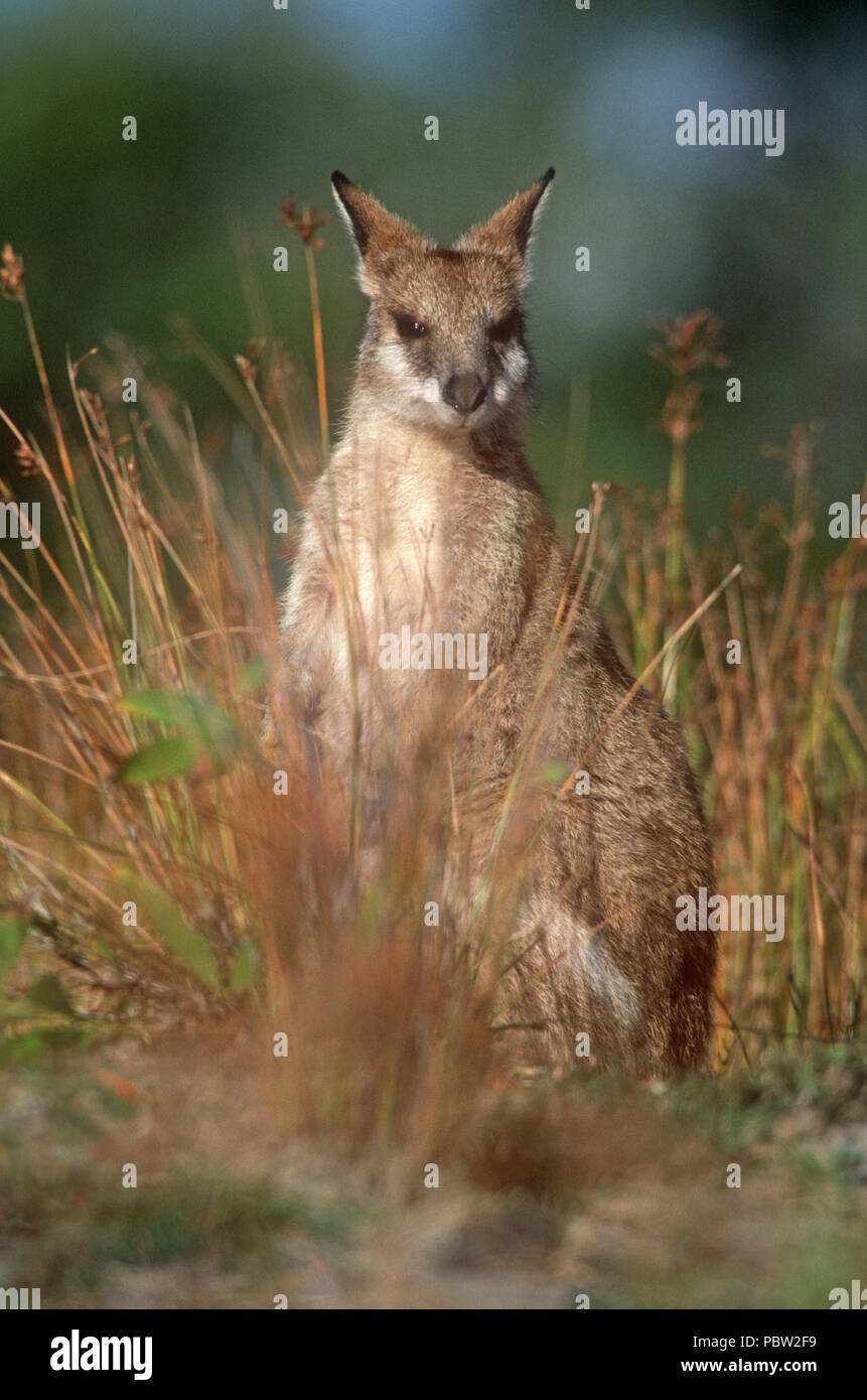 AN AGILE WALLABY (MACROPUS AGILIS) STANDING IN LONG GRASS, QUEENSLAND ...