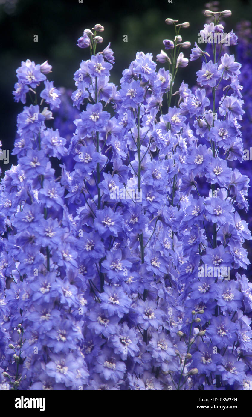 Delphinium perennial flowers hi-res stock photography and images - Alamy