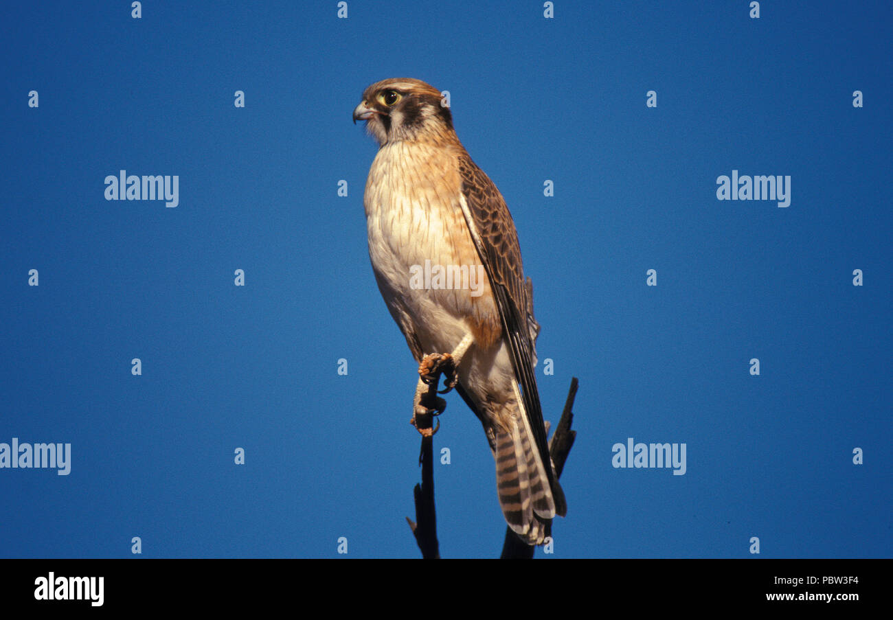 BROWN FALCON (FALCO BERIGORA) NORTHERN TERRITORY, AUSTRALIA Stock Photo ...
