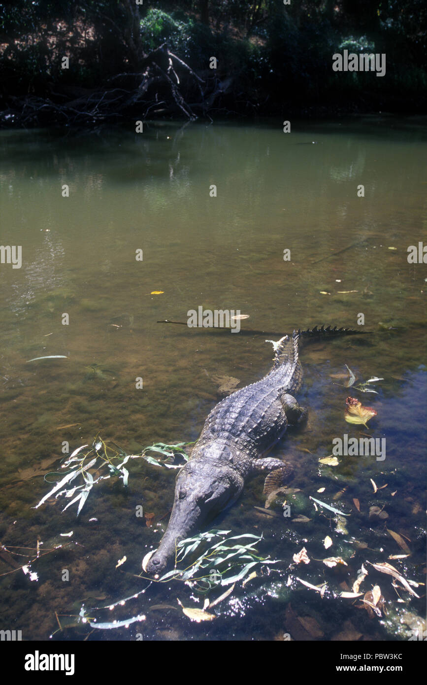 FRESHWATER CROCODILE KNOWN AS 'FRESHIE' (CROCODYLUS JOHNSTONI) WINDJANA ...