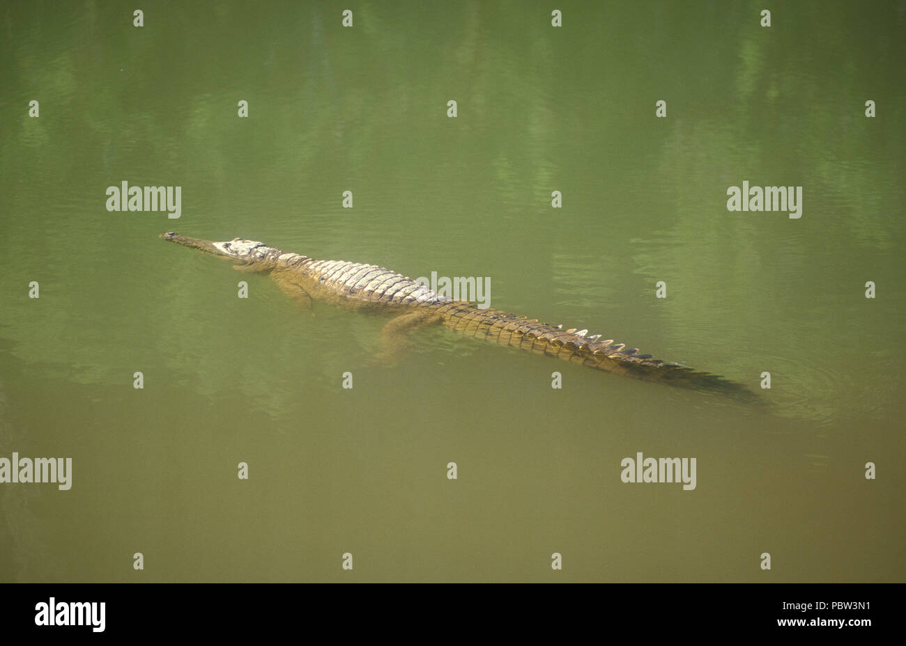 A FRESHWATER CROCODILE (CROCODYLUS JOHNSTONI) FLOATING IN THE WATER ...