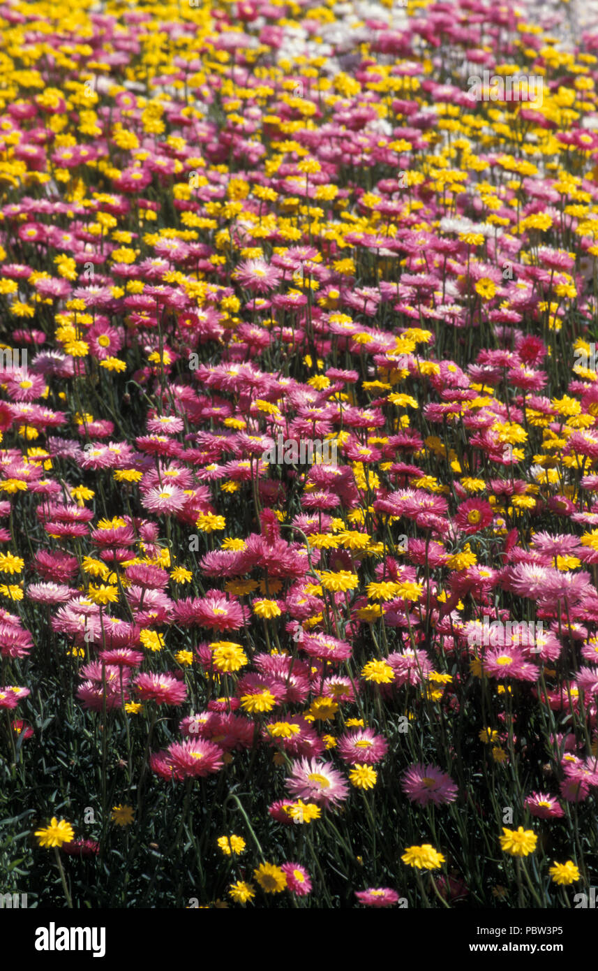 Helipterum Roseum Stock Photos & Helipterum Roseum Stock Images - Alamy