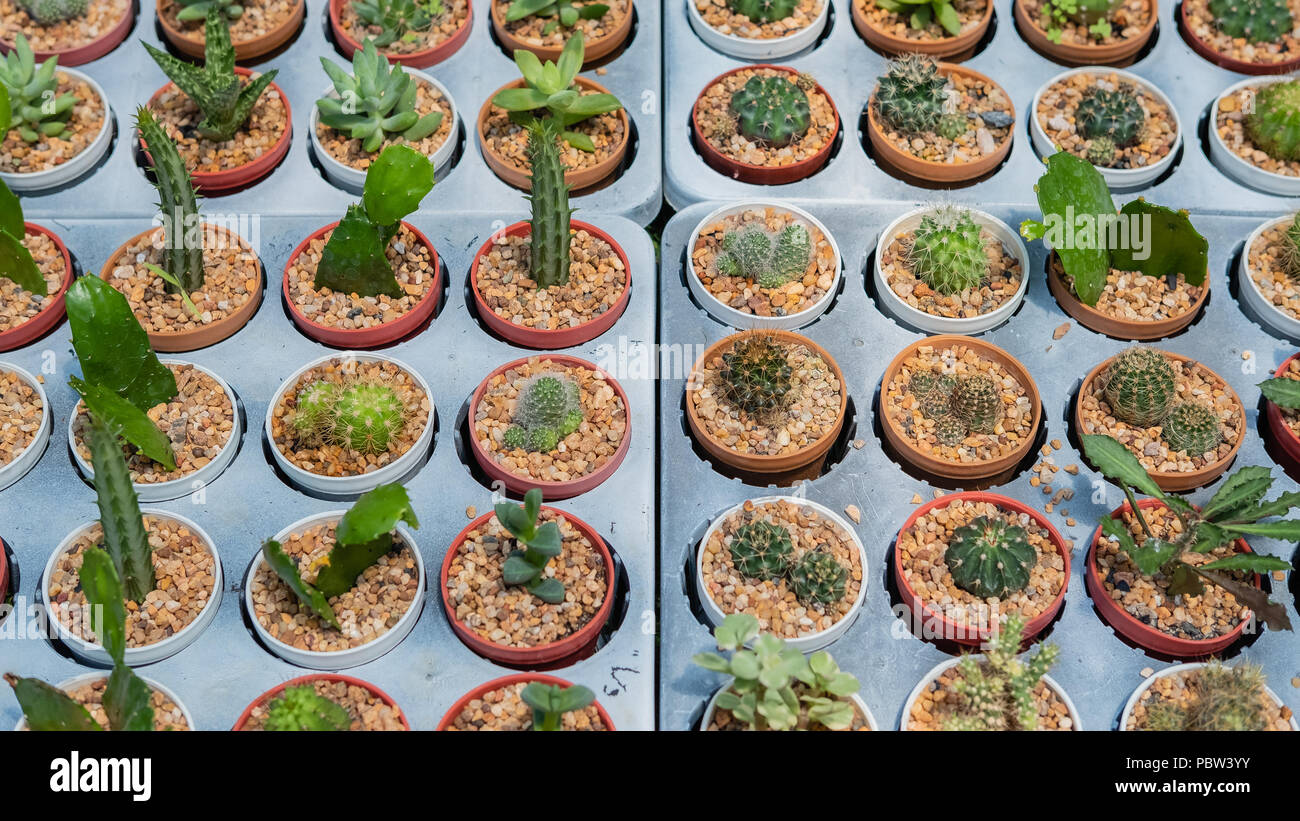 variety of cactus Stock Photo - Alamy