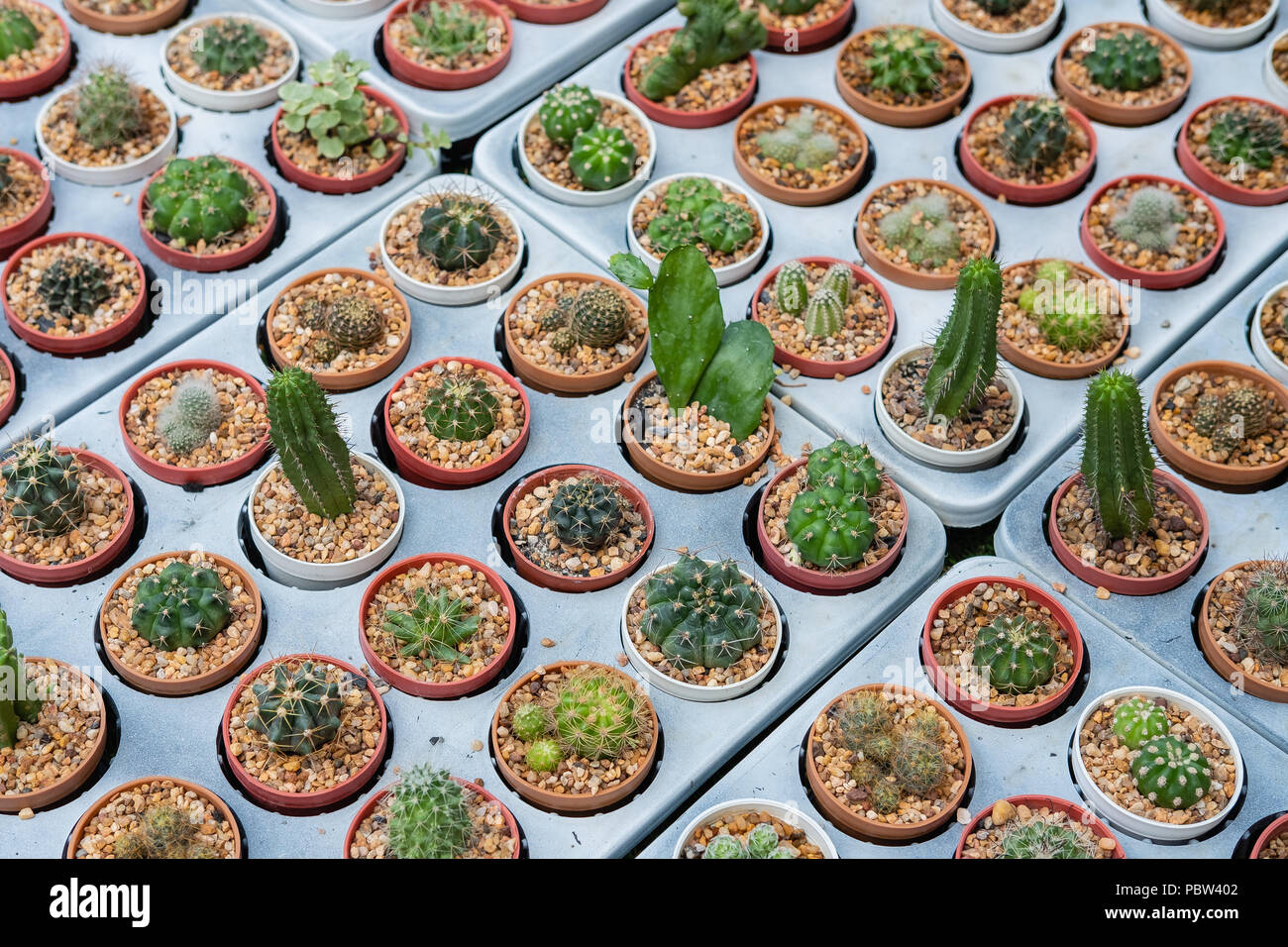 variety of cactus Stock Photo - Alamy