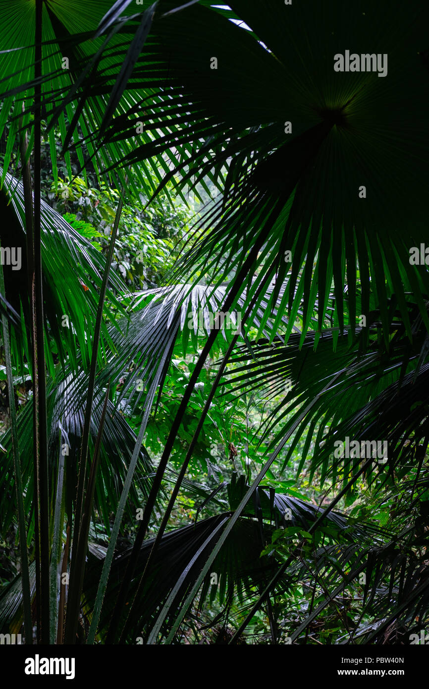 Plam forest hi-res stock photography and images - Alamy