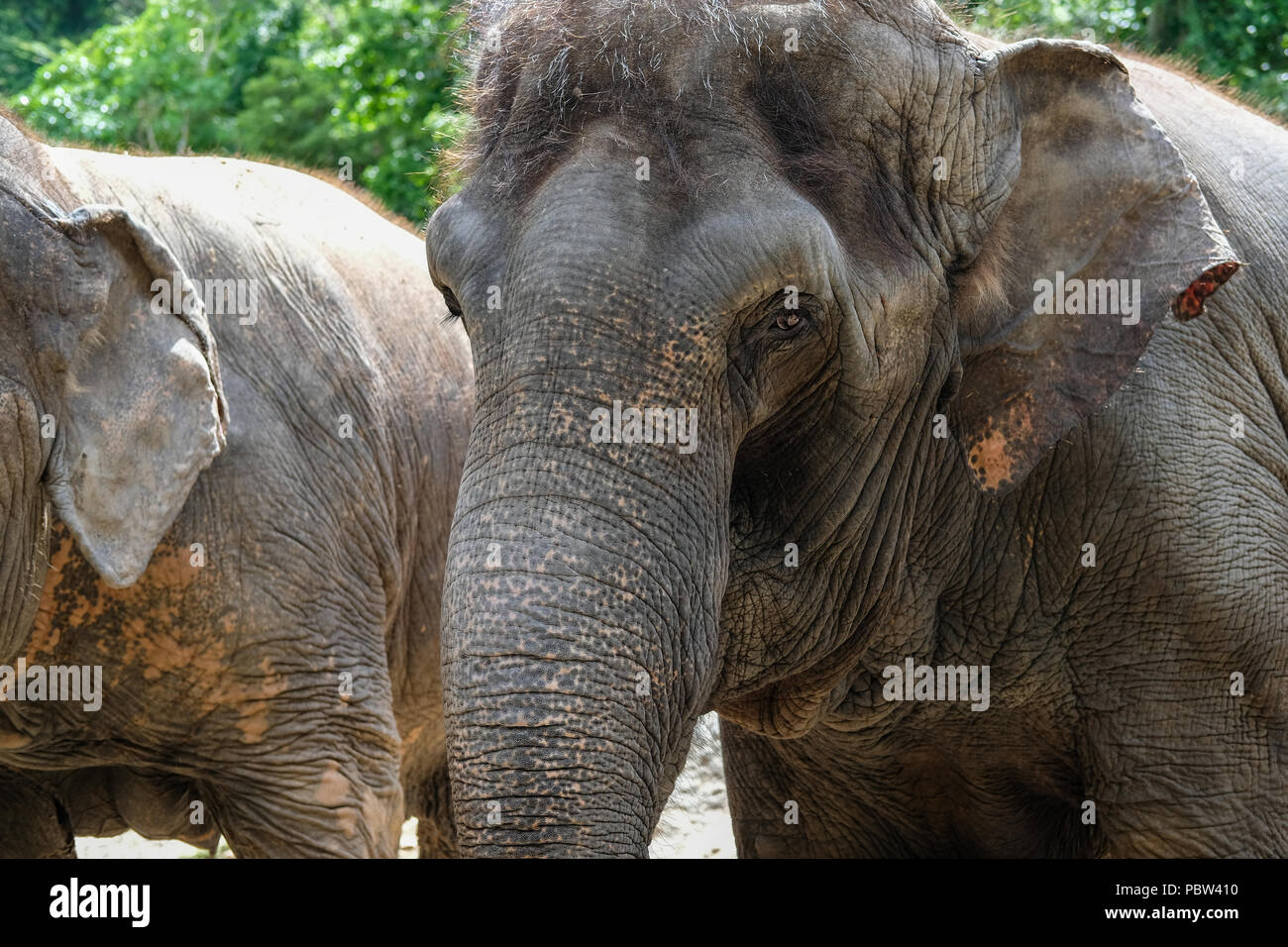 Asian elephant, face front hi-res stock photography and images - Alamy