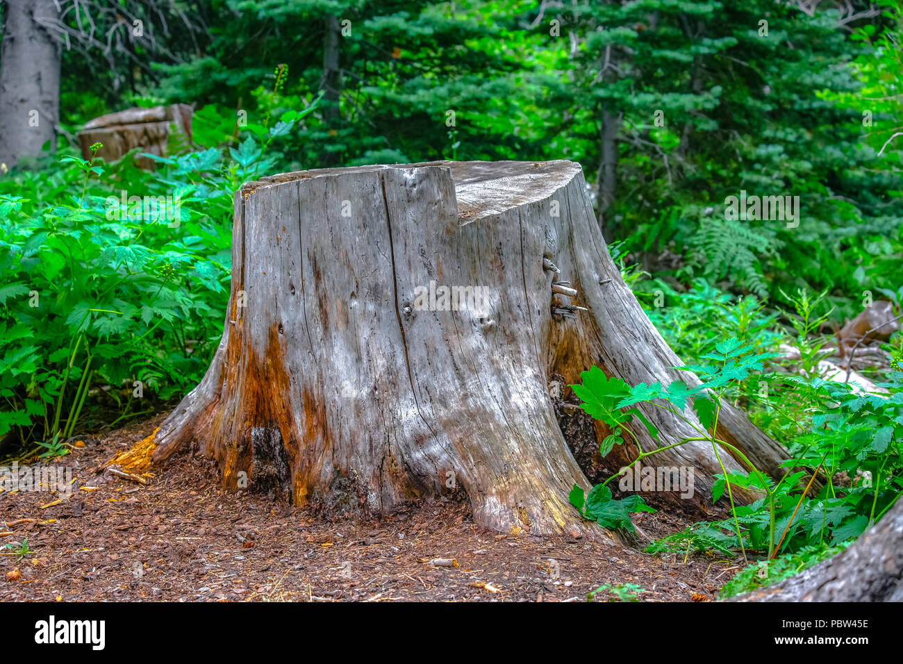 Tree stump laying in the forest Stock Photo - Alamy