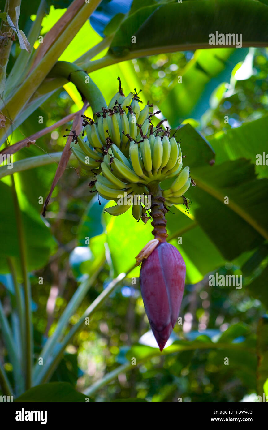 Beautiful banana tree hi-res stock photography and images - Alamy