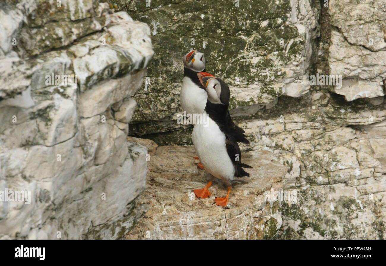 Beautiful Puffin High Resolution Stock Photography and Images - Alamy