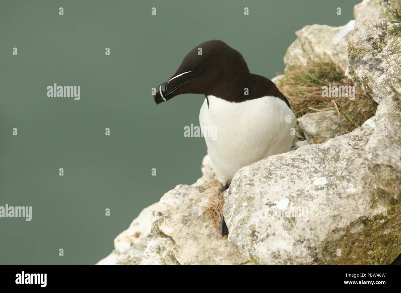 A stunning Razorbill (Alca torda) perching on the edge of a cliff in ...